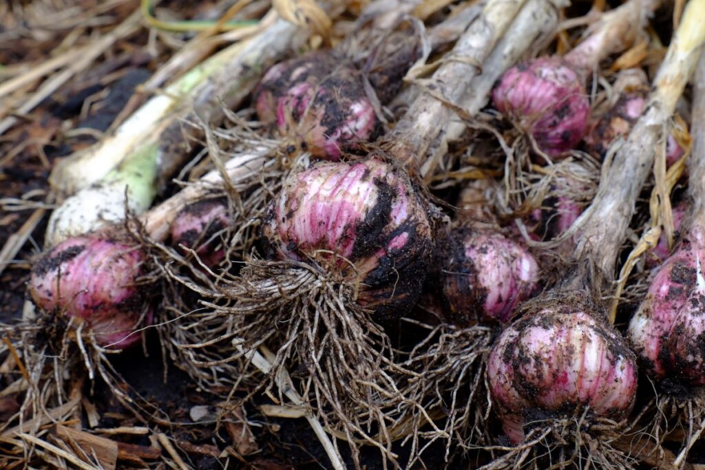 Resources – Copy – BOGI